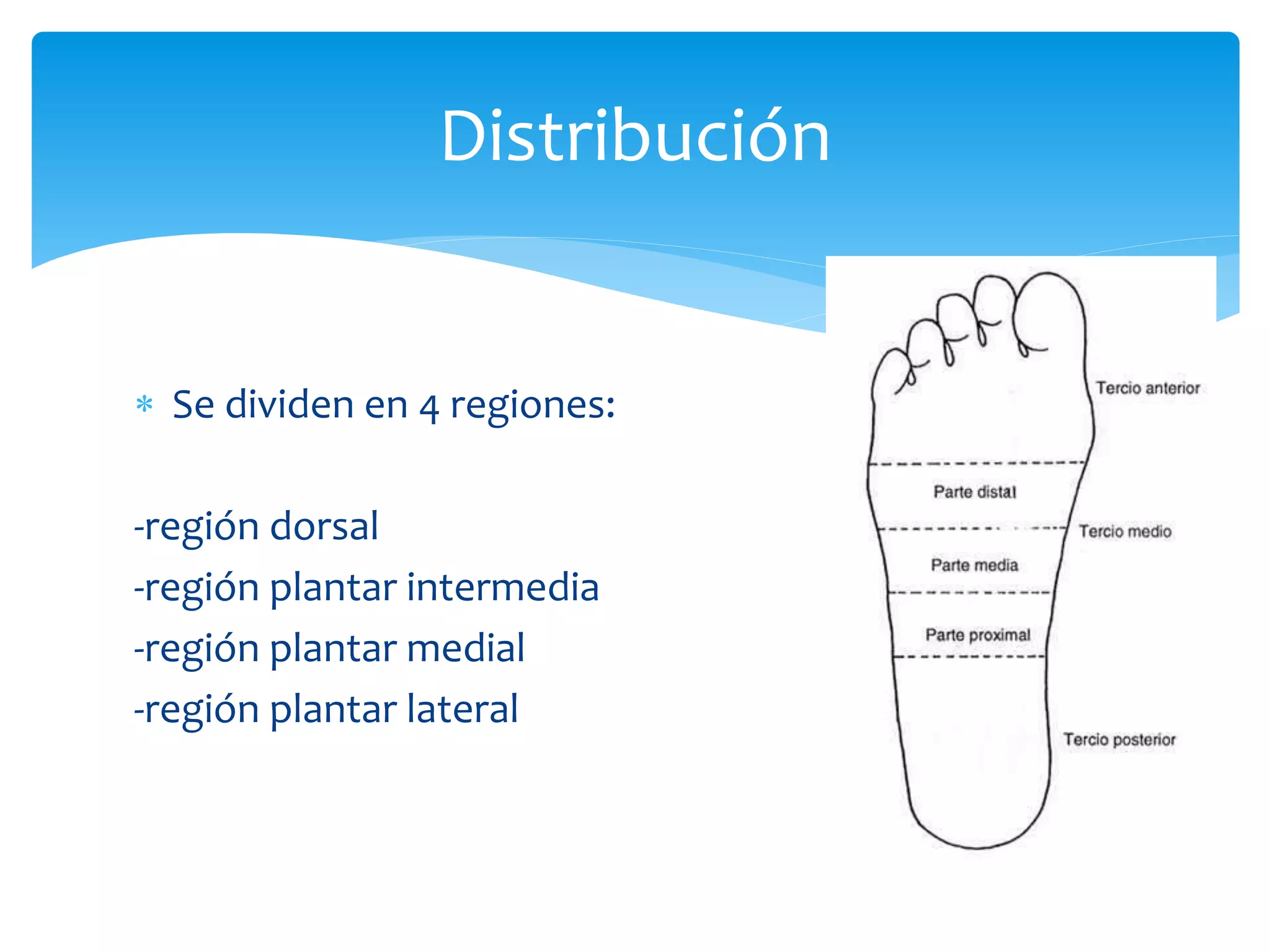 Pie, generalidades, musculos y vascularizacion | PPTX