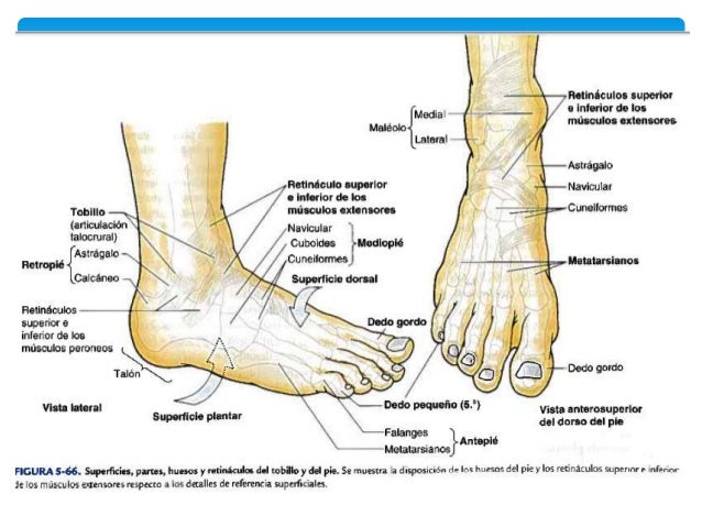 Anatomia Del Pie
