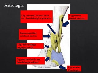 Pie de equino | PDF