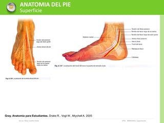 Pie diabético etiopatogenia neuropatia - otec innovares | PDF