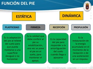 Pie humano generalidades | PPTX