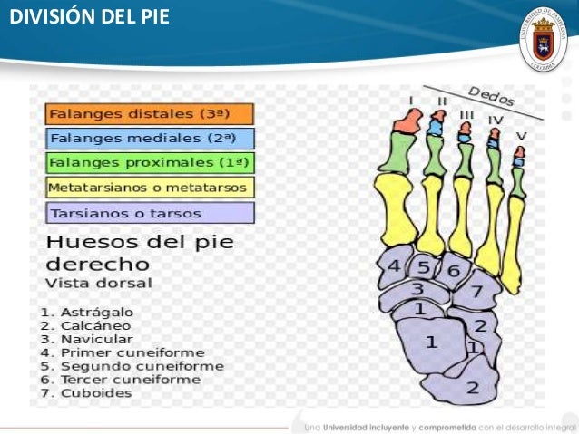 Pie humano generalidades
