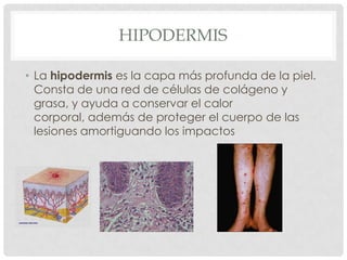Piel anatomia y fisiologia | PPTX