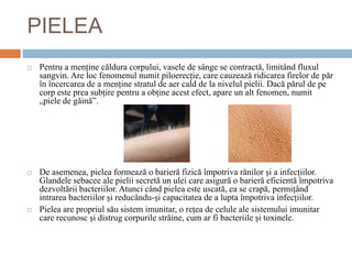 Pielea | PPTX
