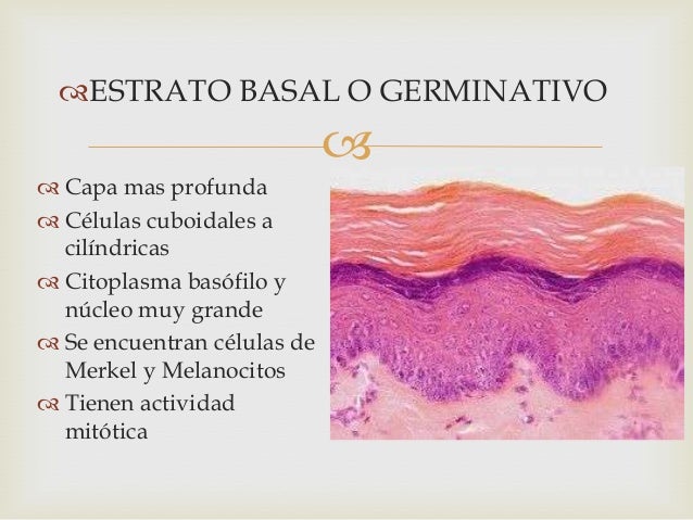 Sistema tegumentario