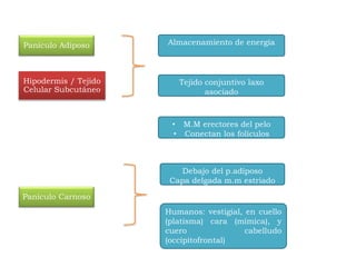 Histología de la Piel | PPTX