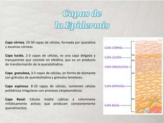 Piel listo_091426.pptx es un proyecto de salud | PPTX