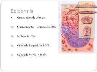 Piel normal y estructuras Dermatologa | PDF
