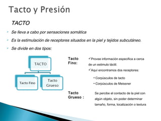 Piel, órganos de los sentidos | PPT