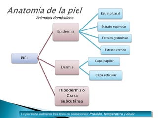 Piel, órganos de los sentidos | PPT