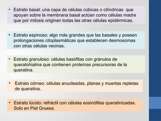 Capas de la Piel humana teoria e histologia.pptx