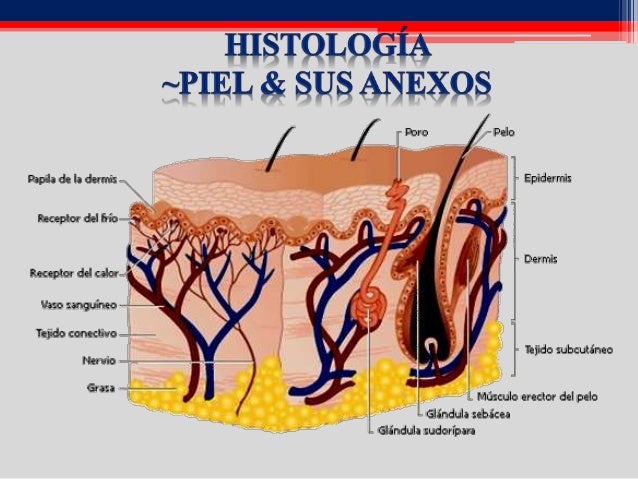 Piel y anexos
