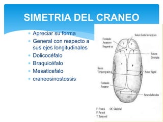 Examen físico, Piel y anexos, semiología. | PPT