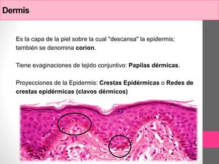 histologia: Piel y faneras | PPTX