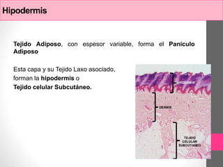 histologia: Piel y faneras | PPTX