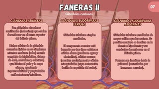 Comprehensive Overview of Skin and Its Structures in Histology | PDF