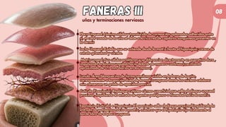 Comprehensive Overview of Skin and Its Structures in Histology | PDF