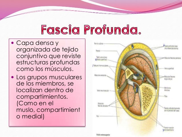 La Vaina Femoral Es Una Fascia Profunda Del Muslo