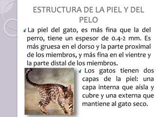 Piel y pelaje de los gatos | PPTX