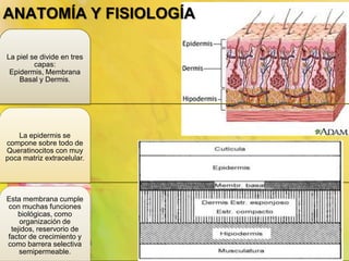 Piel y tejido subcutáneo Patologia Quirurgica | PPTX