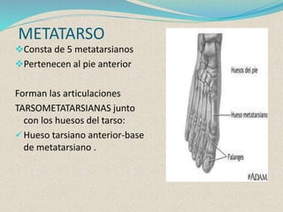 huesos y articulaciones del pie (anatomia) | PPTX