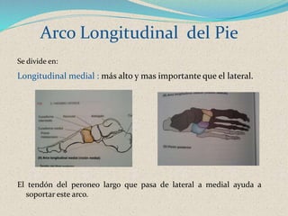 huesos y articulaciones del pie (anatomia) | PPTX