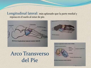 huesos y articulaciones del pie (anatomia) | PPTX