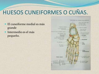 huesos y articulaciones del pie (anatomia) | PPTX