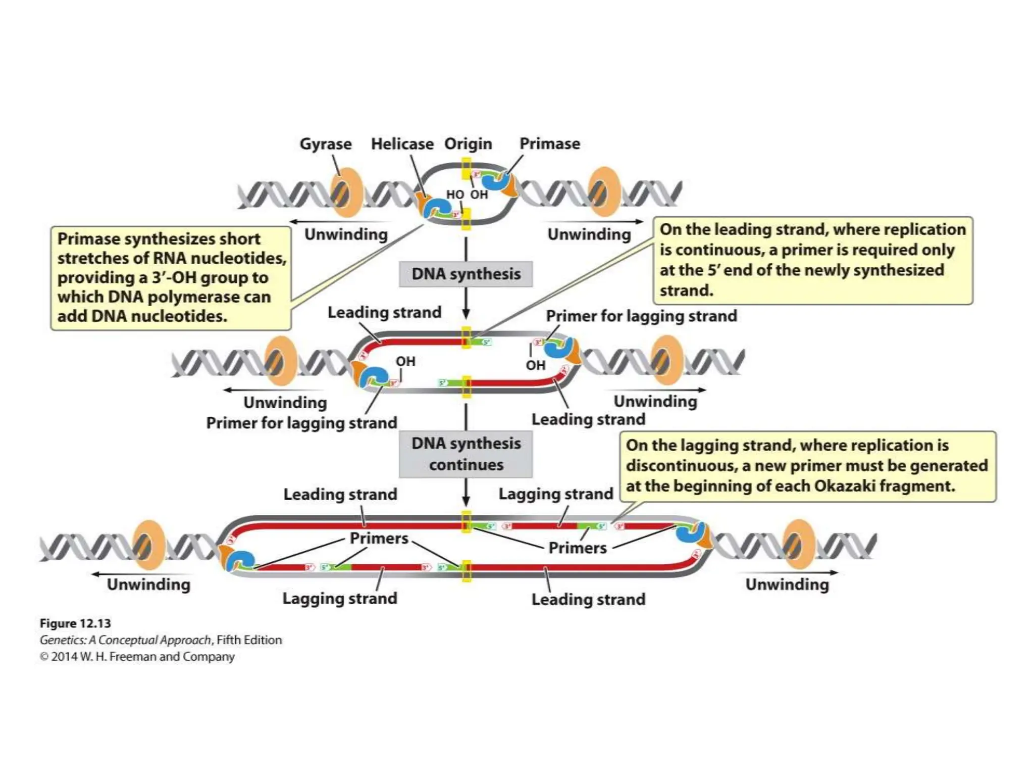 Pierce5e_ch12_replication dna replication | PPT
