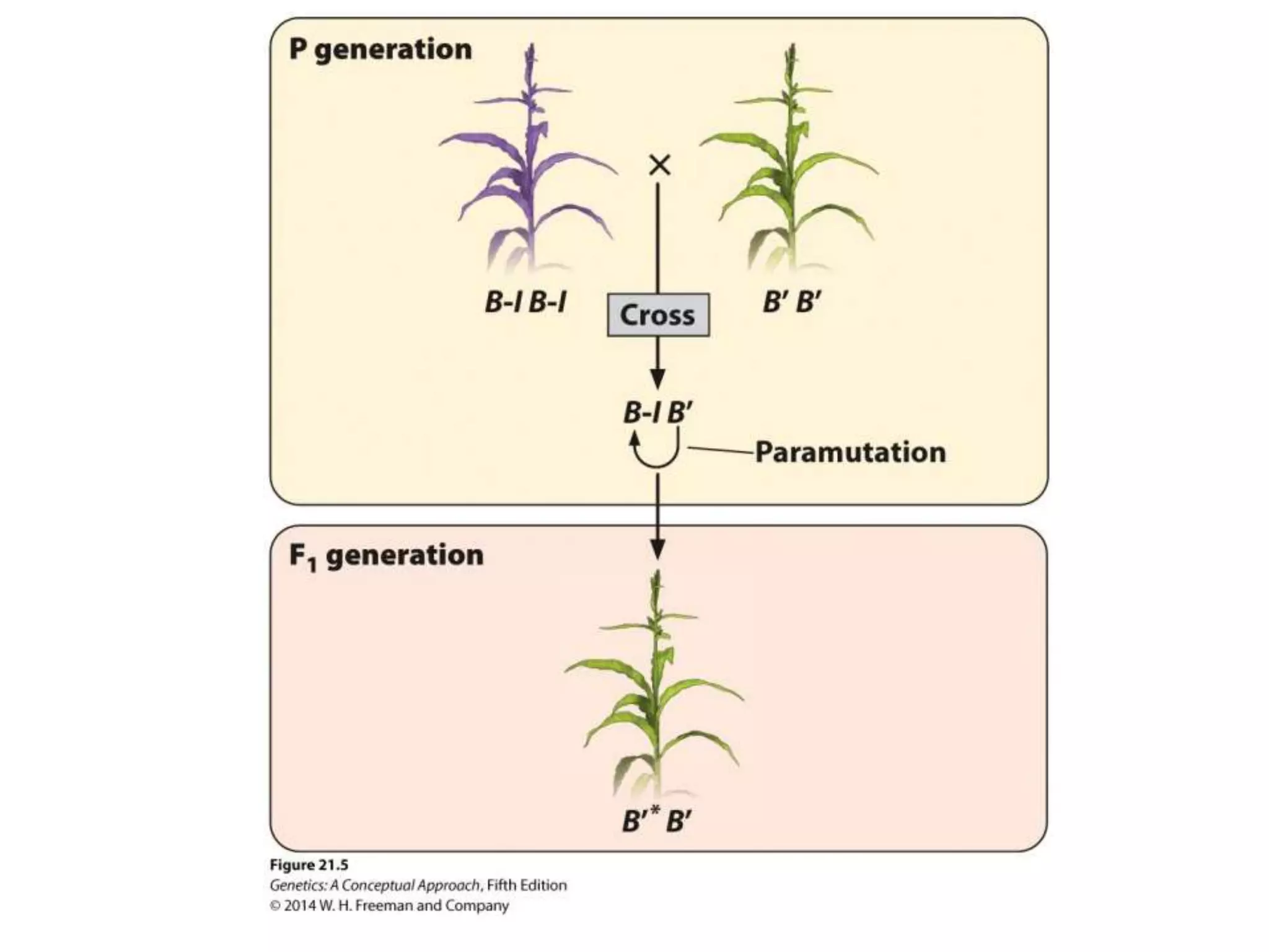 Pierce5e_ch21_lecturePPT.ppt