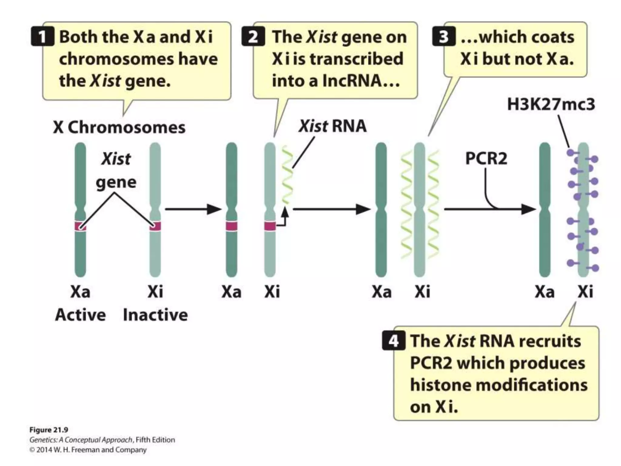 Pierce5e_ch21_lecturePPT.ppt
