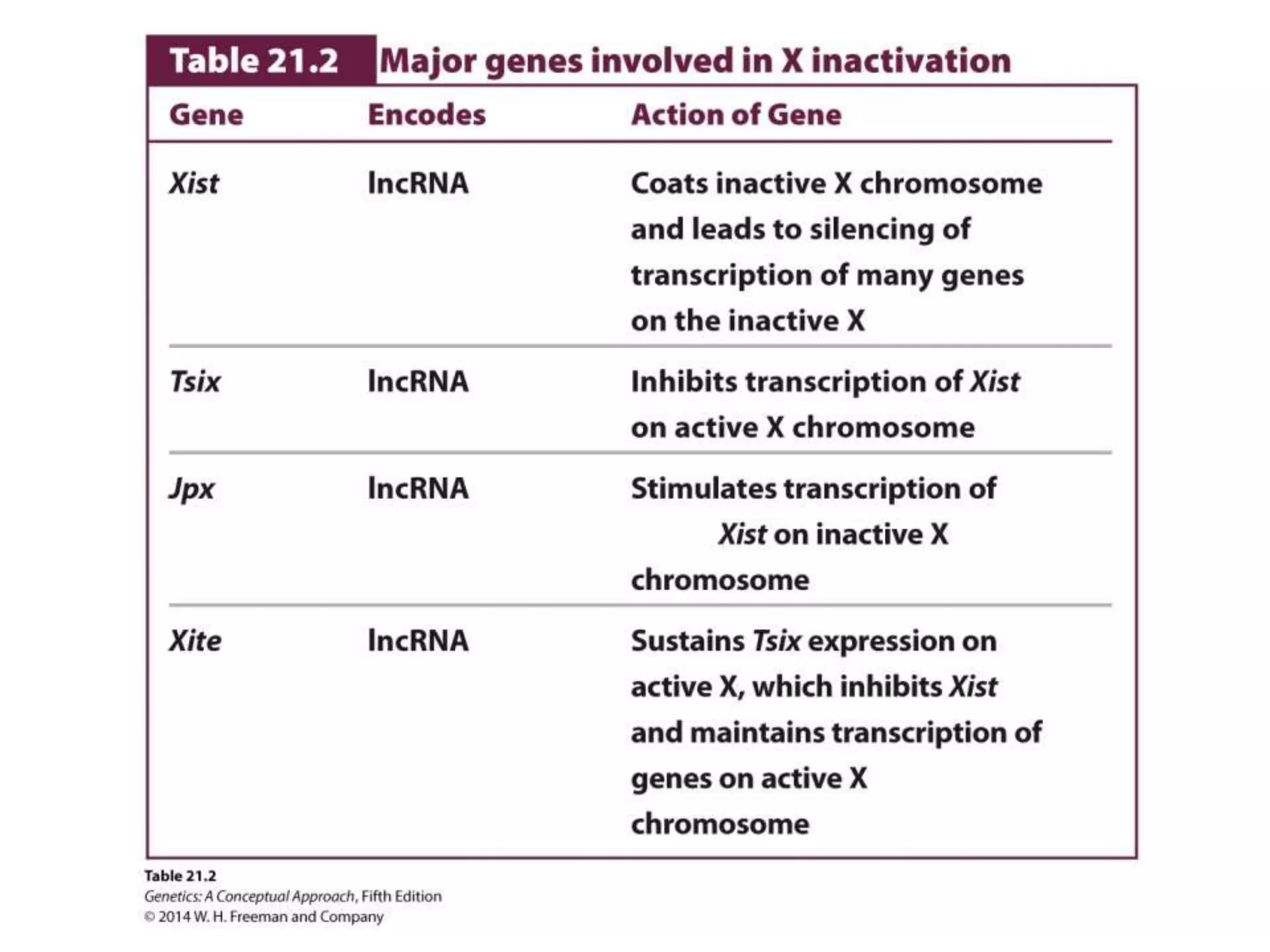 Pierce5e_ch21_lecturePPT.ppt