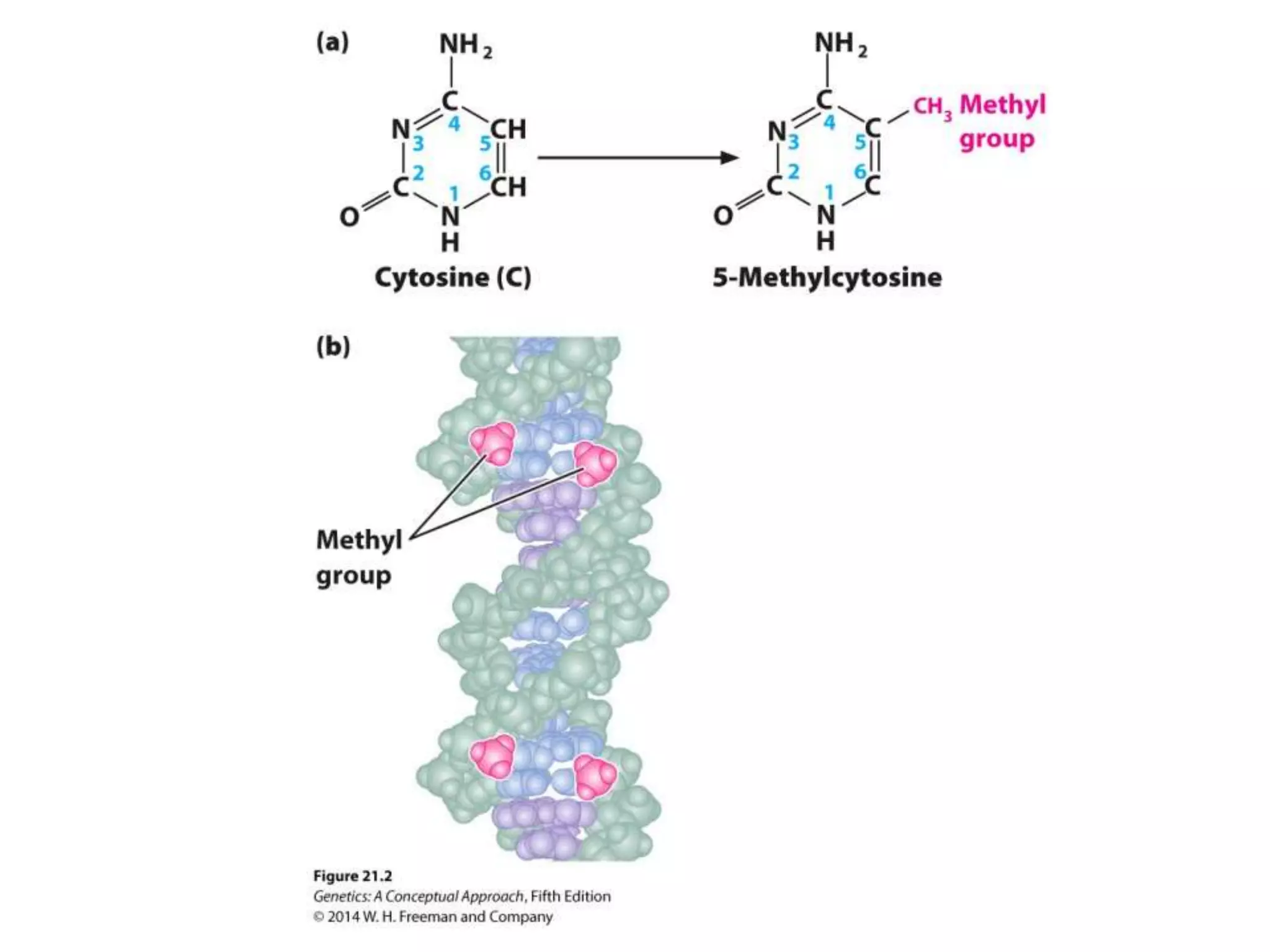 Pierce5e_ch21_lecturePPT.ppt