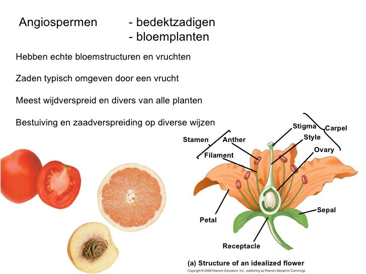 Unterschied Zwischen Angiospermen Und Gymnospermen