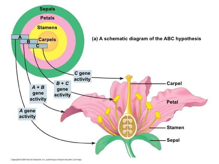 Plantenbiologie college 11