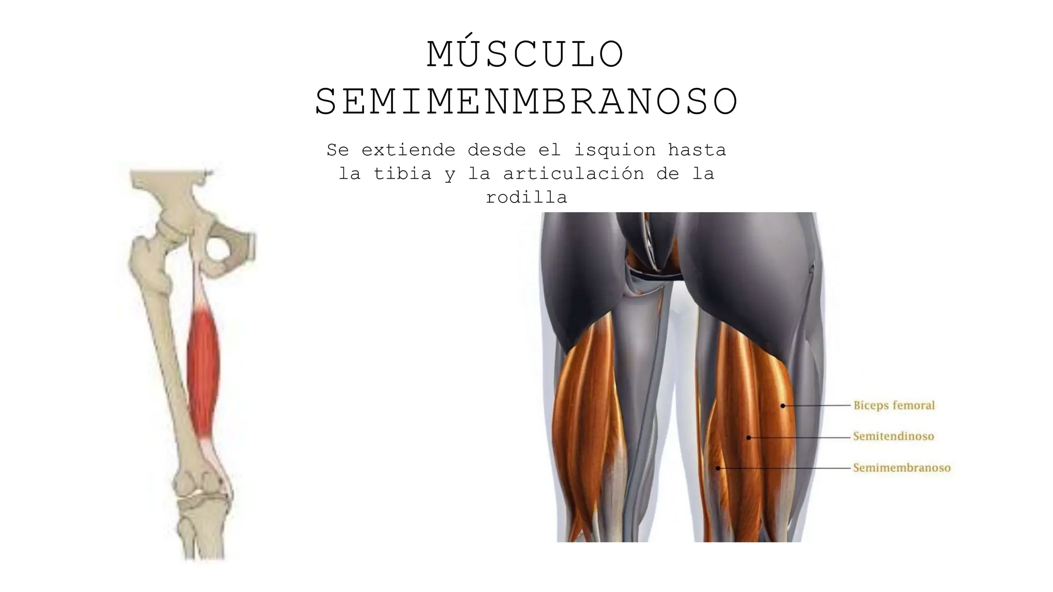 Músculos de la pierna posterior, anatomía humana | PPT