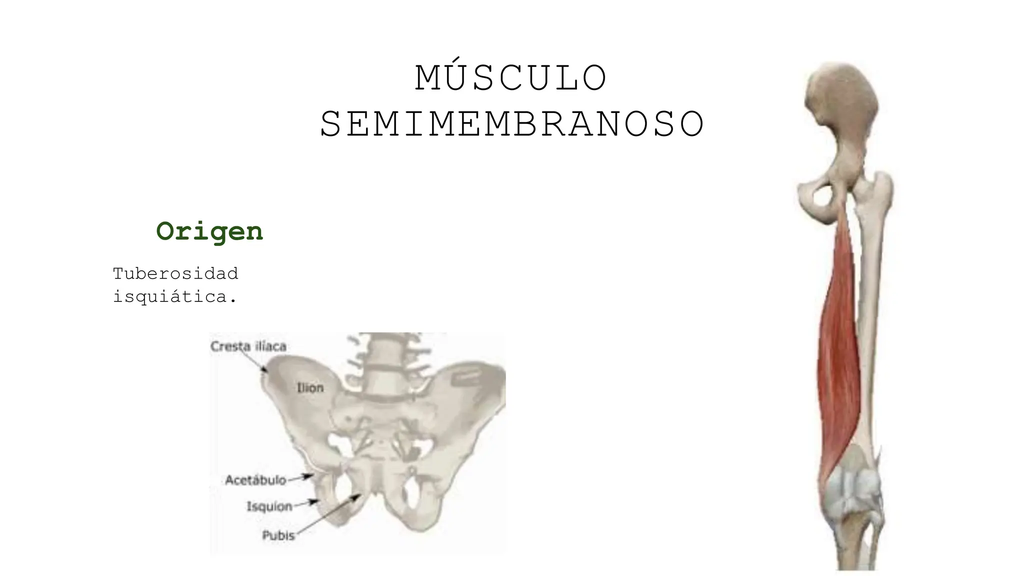 Músculos de la pierna posterior, anatomía humana | PPT