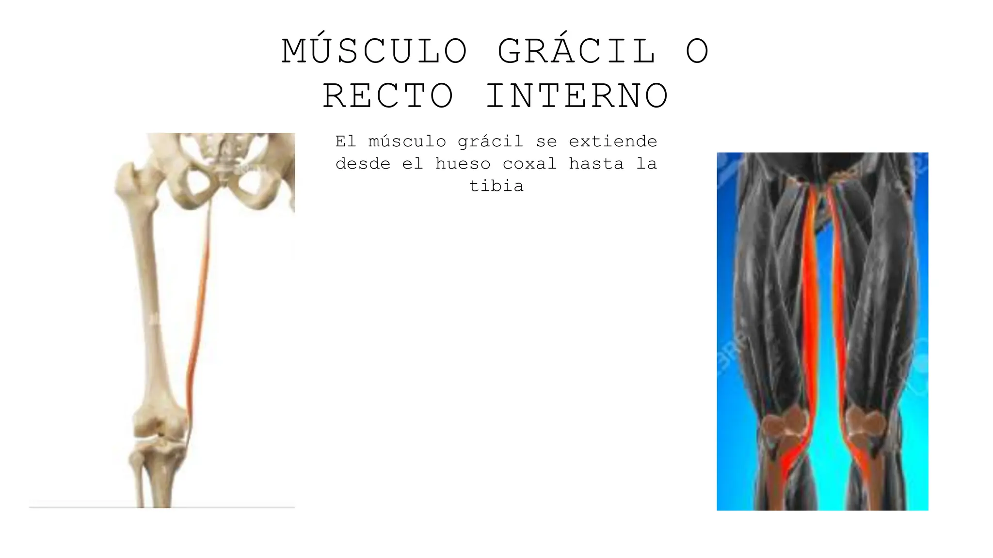 Músculos de la pierna posterior, anatomía humana | PPT