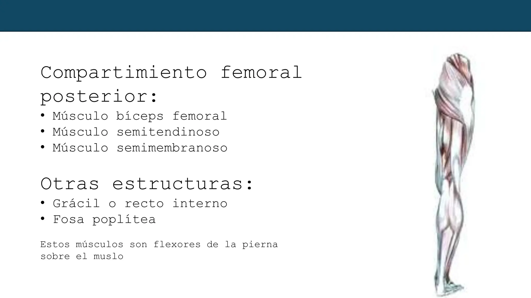 Músculos de la pierna posterior, anatomía humana | PPT