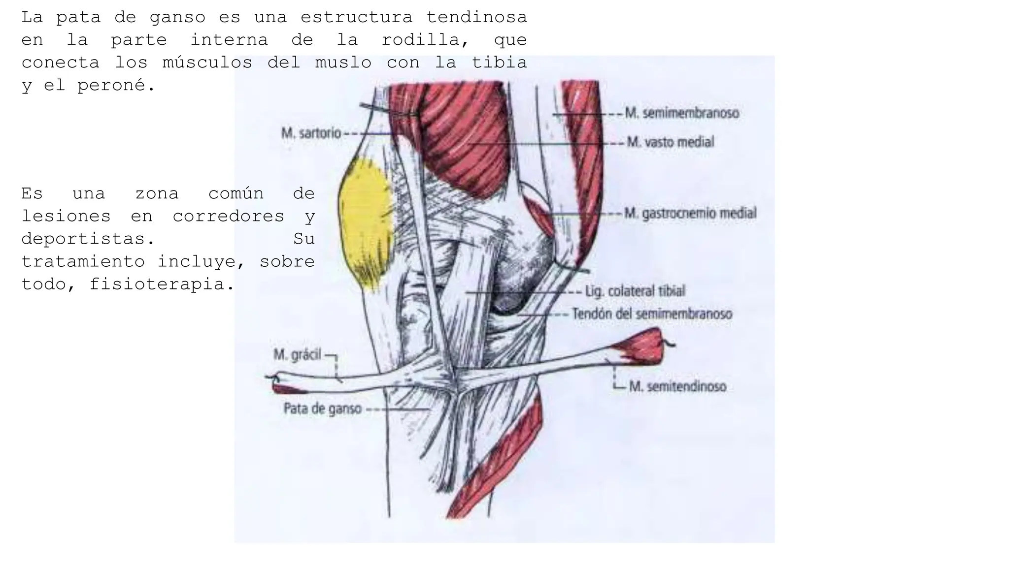 Músculos de la pierna posterior, anatomía humana | PPT