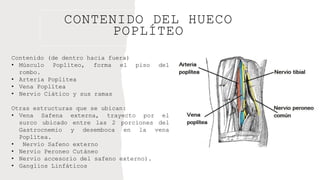 Músculos de la pierna posterior, anatomía humana | PPTX