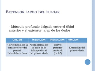 REGIÓN ANTEROEXTERNA DE LA PIERNA Y REGIÓN DORSAL | PPTX