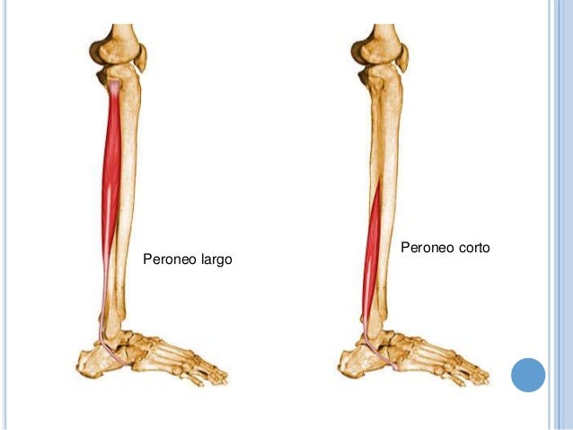 REGIÓN ANTEROEXTERNA DE LA PIERNA Y REGIÓN DORSAL