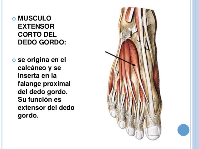 REGIÓN ANTEROEXTERNA DE LA PIERNA Y REGIÓN DORSAL