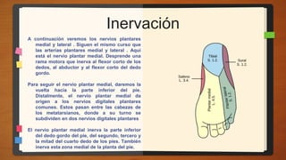 Pie y dedos charla anatomia.pptx