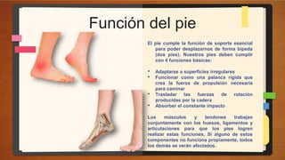 Pie y dedos charla anatomia.pptx