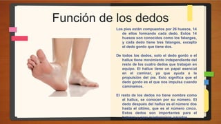 Pie y dedos charla anatomia.pptx
