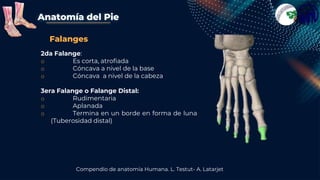 anatomía del pie traumatología y ortopedia | PPTX