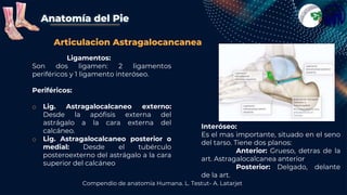 anatomía del pie traumatología y ortopedia | PPTX