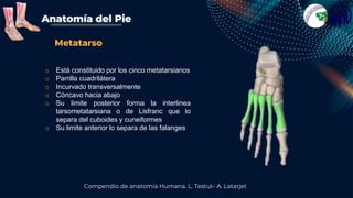 anatomía del pie traumatología y ortopedia | PPTX